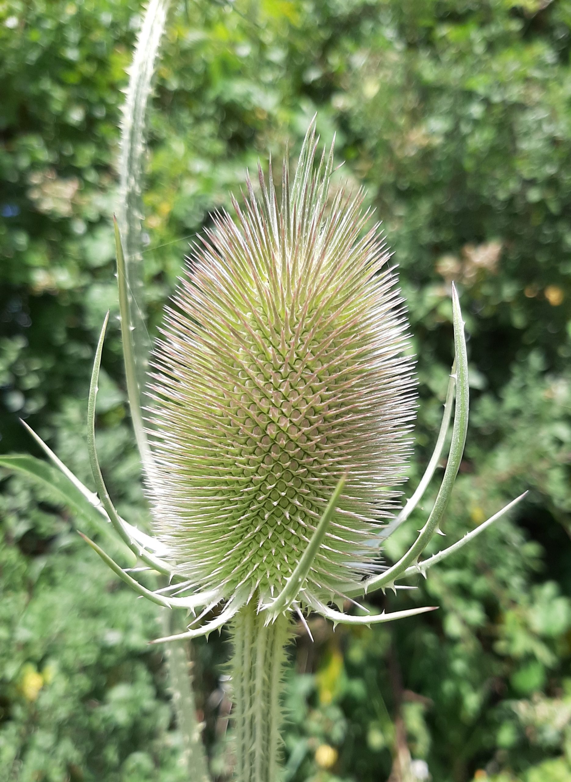 Out and About Among Nature's Textures - Unknown Kent & Sussex Magazine