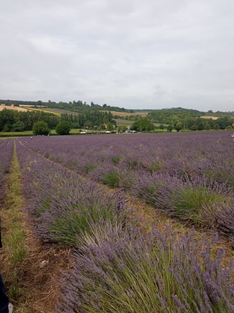 The Castle Farm Lavender Field, Sevenoaks, Kent - Unknown Kent & Sussex ...