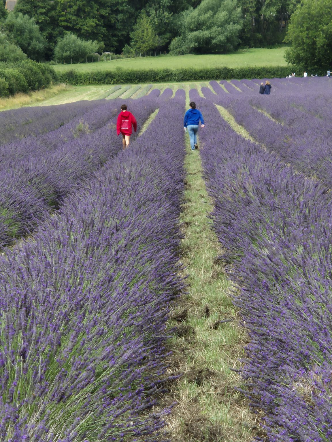 The Castle Farm Lavender Field, Sevenoaks, Kent - Unknown Kent & Sussex ...